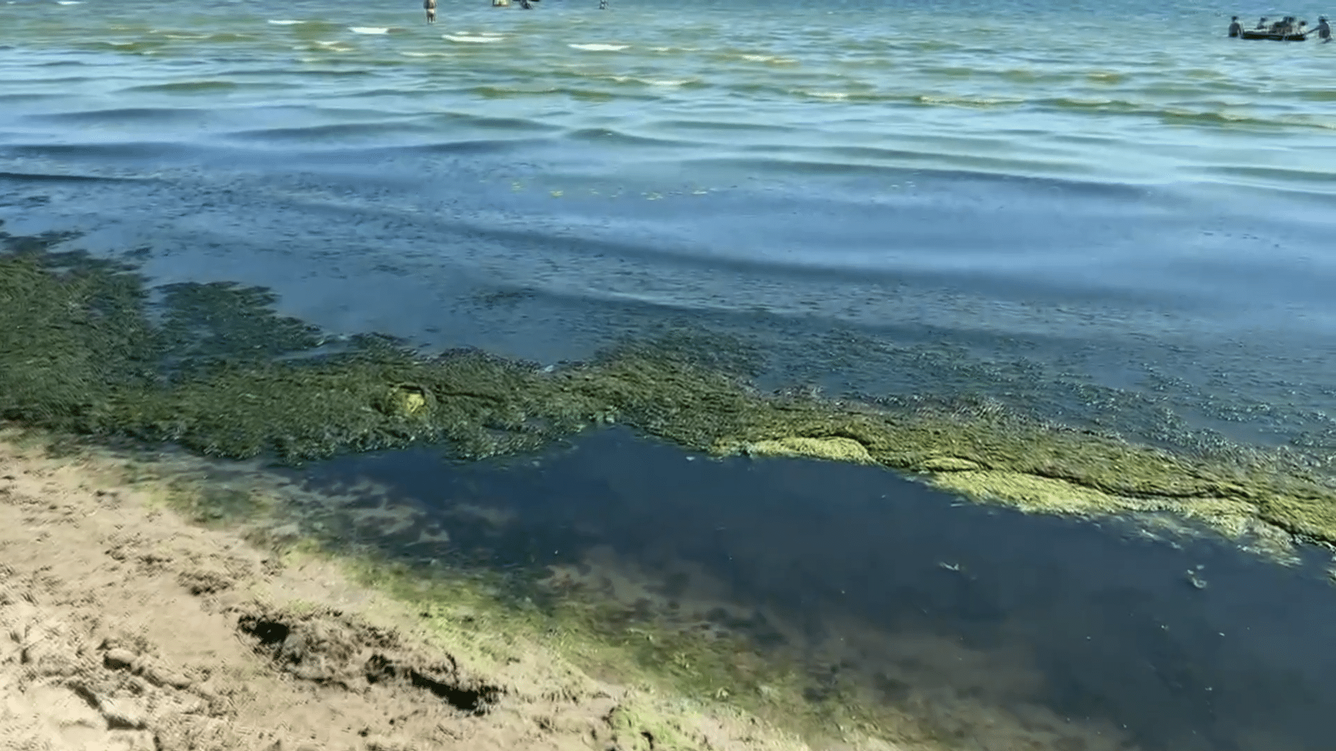 Alge la mal în stațiunea Mamaia | DOTTO TV